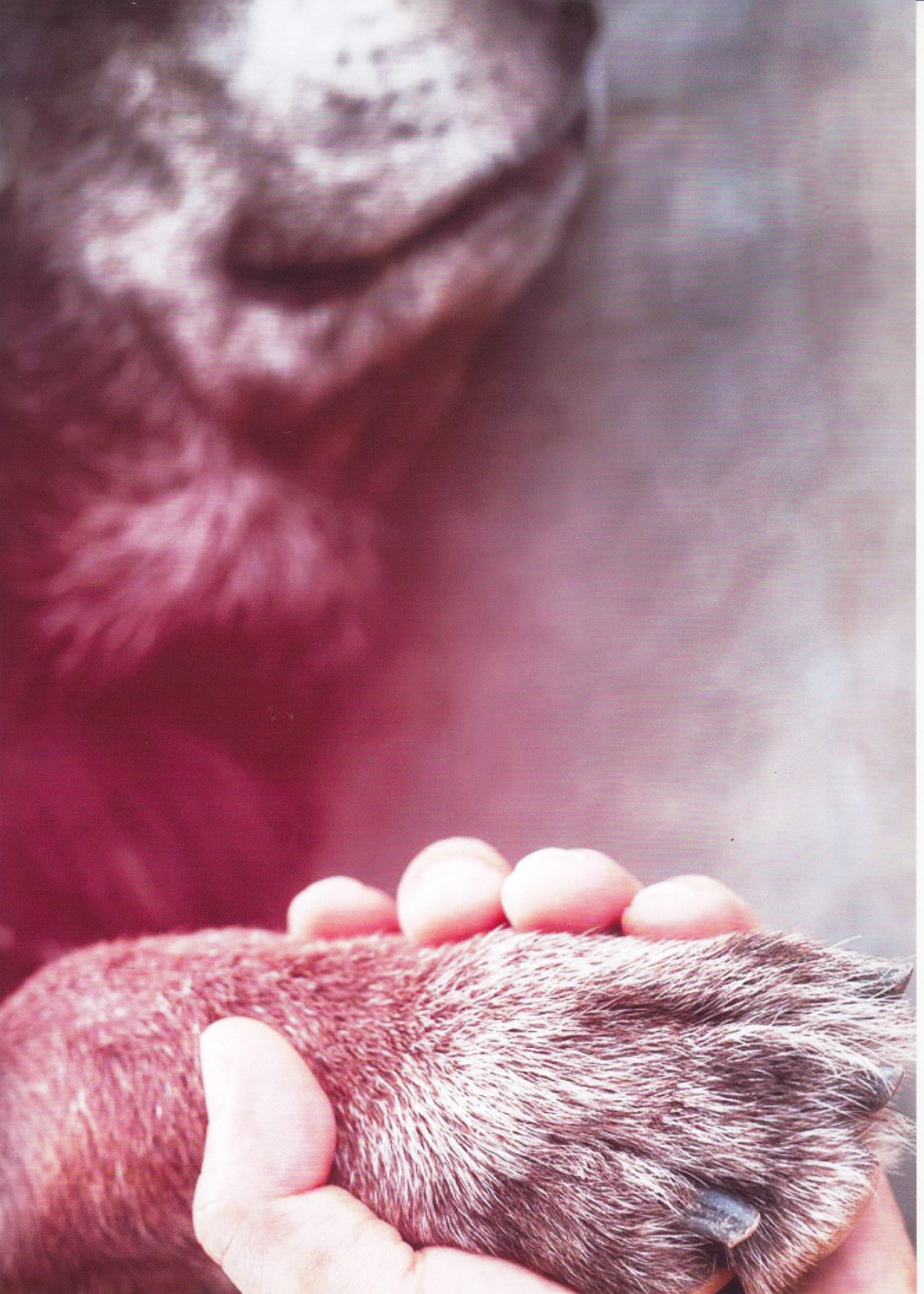 Hand-Pfote - tierwork e.V.