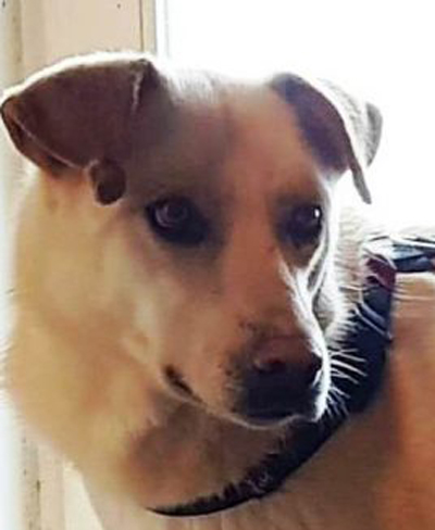 Damari-Portrait - tierwork e.V.