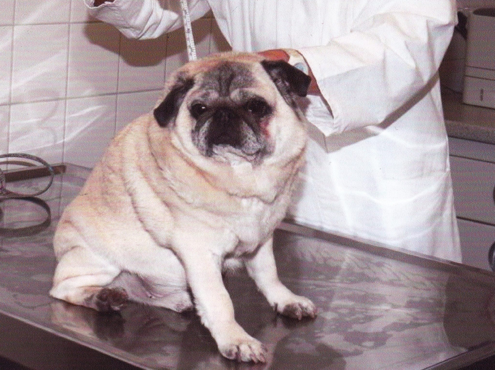 Dicker Hund - tierwork e.V.