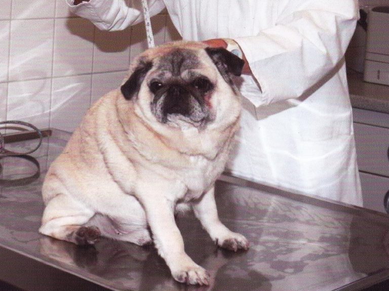 Ach du dicker Hund - tierwork e.V.